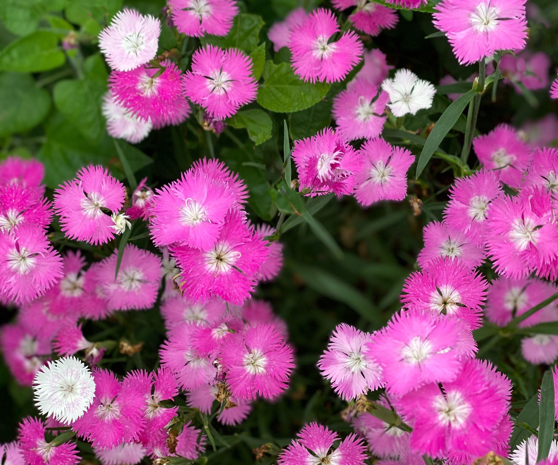 7 New & Improved Cultivars Of Old-Fashioned Plants | Gardening Know How