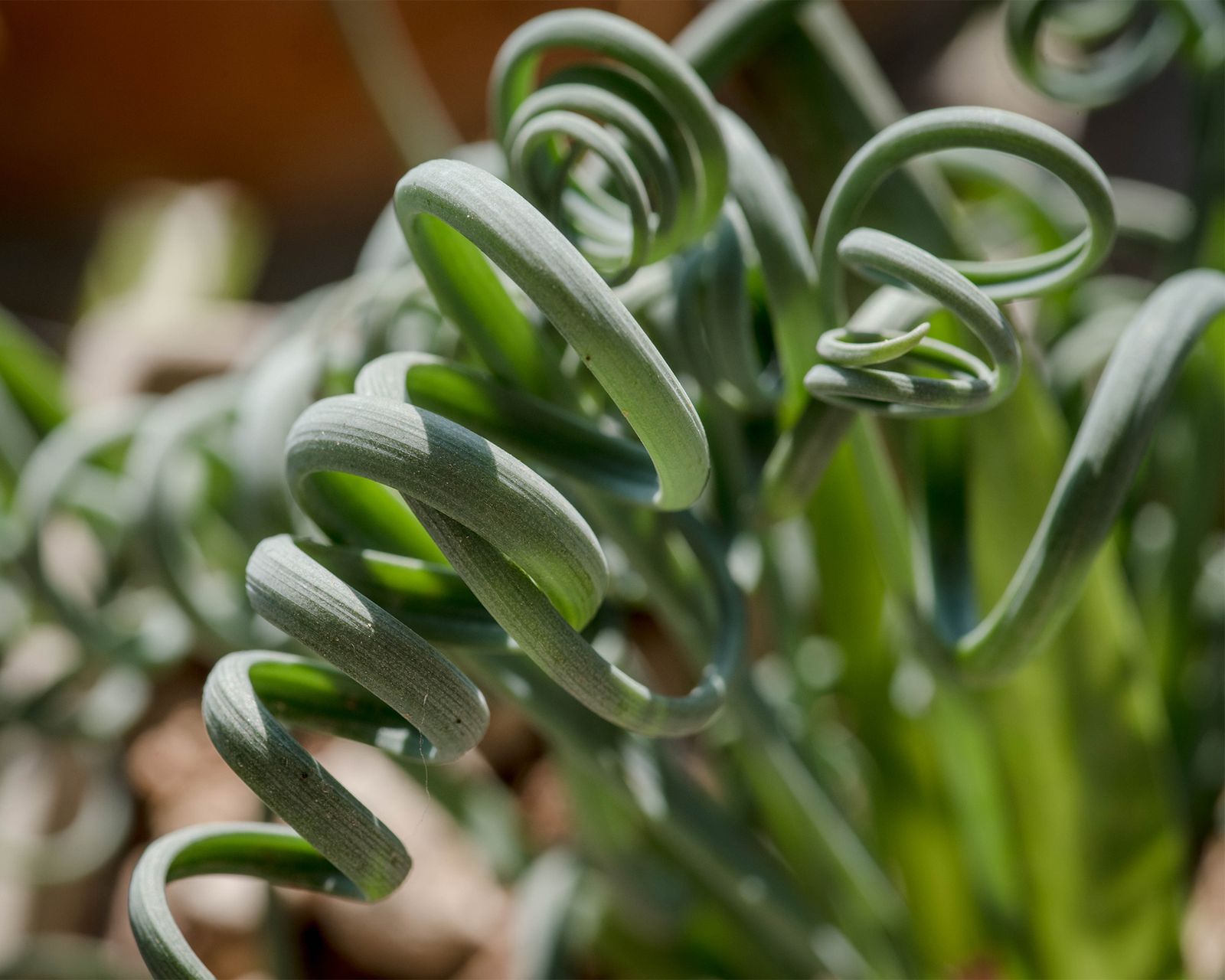 How to care for a frizzle sizzle plant: 3 expert tips | Homes and Gardens