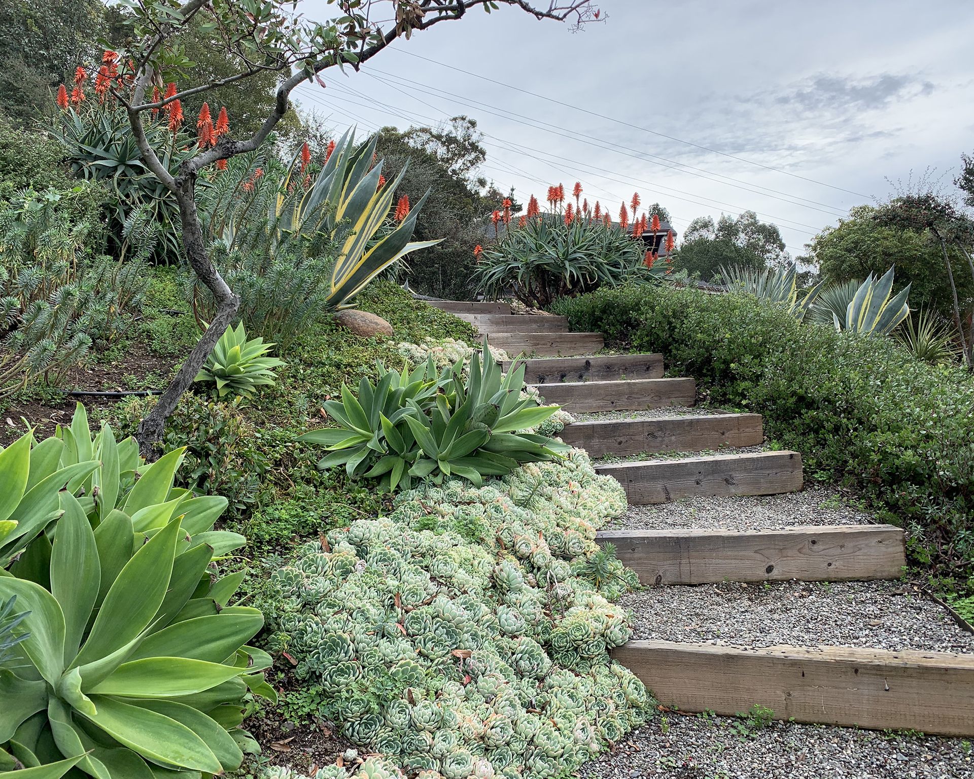Guide to xeriscaping: what is xeriscaping and how to use it | Gardeningetc