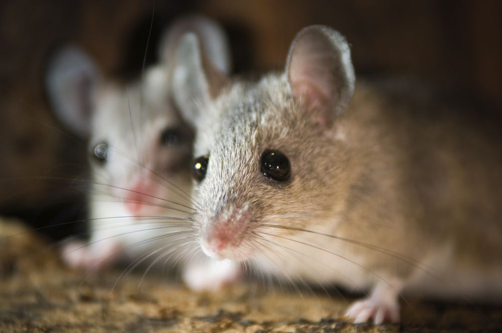 Here's How Researchers Made Mice with 2 Dads | Live Science