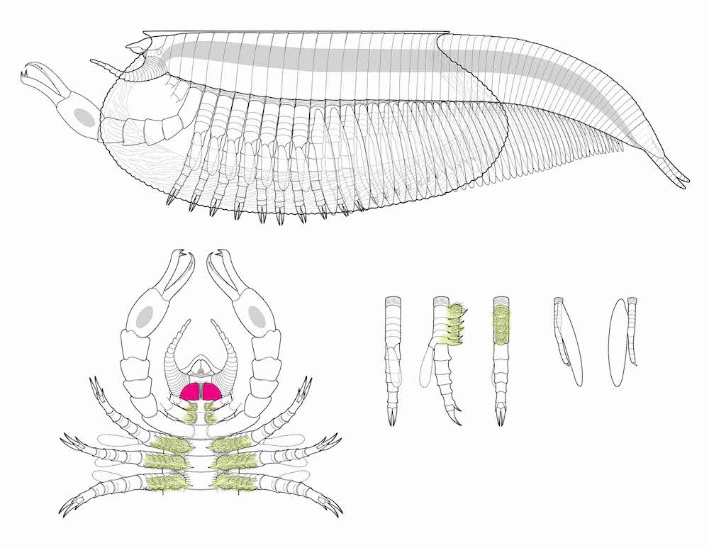 Photos: Ancient Marine Critter Had 50 Legs, 2 Large Claws | Live Science