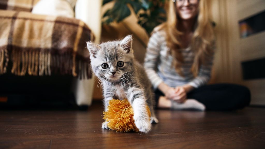 32 ways to bond with your cat | PetsRadar