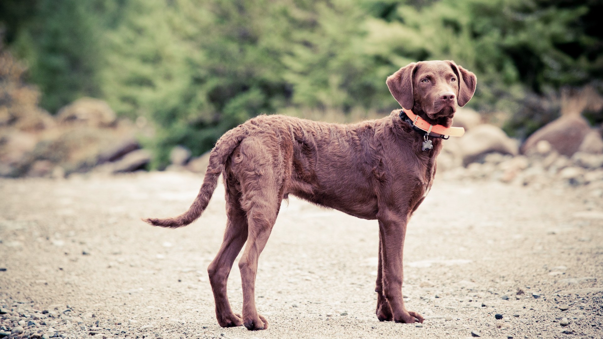 The seven best hunting dog breeds | PetsRadar