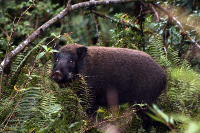 Feral Pigs Going Hog-Wild in US | Live Science