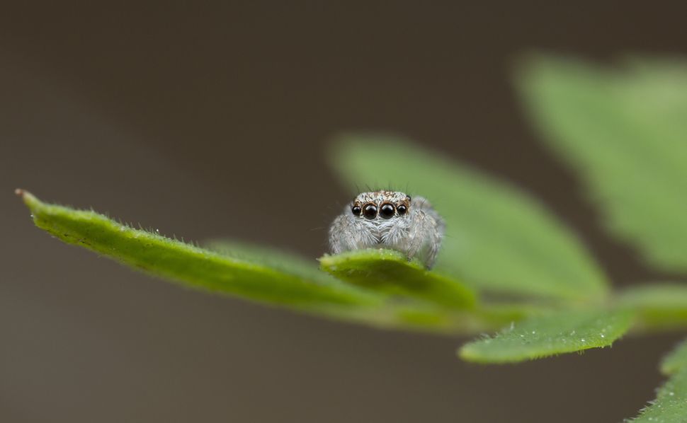 In Photos: 7 New Species of Peacock Spider | Live Science