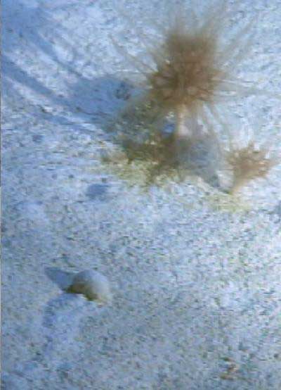 Big Blobs Change View of Evolution | Live Science