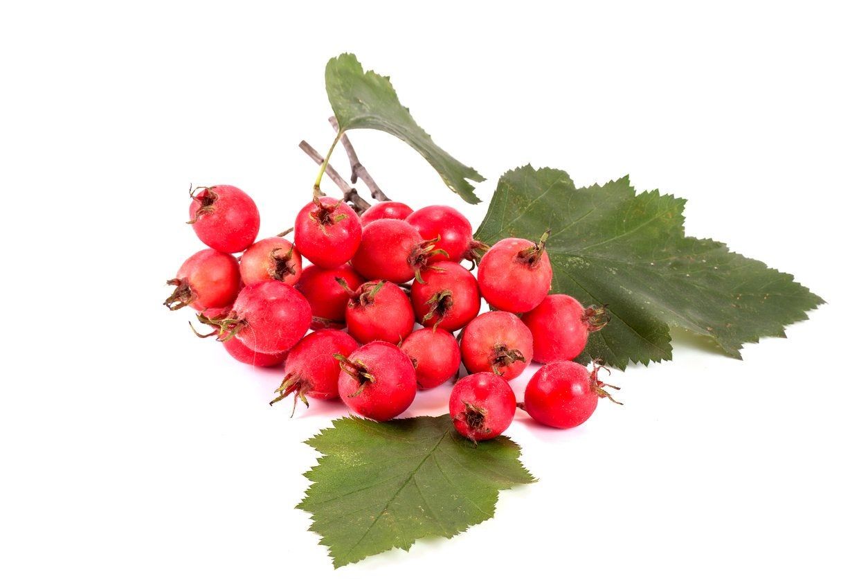 Crataegus Tree Information - Tips For Growing Mayhaws In The Landscape ...