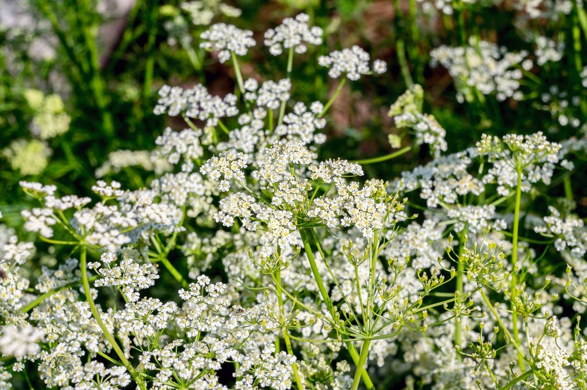 Can You Grow Caraway In A Pot: Tips For Growing Caraway In Containers ...