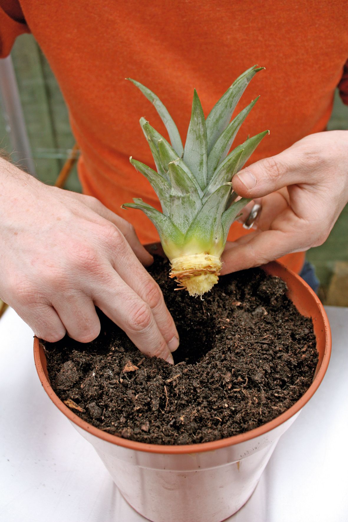 How to grow a pineapple | Homes and Gardens
