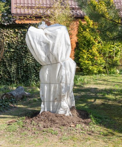 How to winterize fig trees to keep them safe until spring | Homes and ...