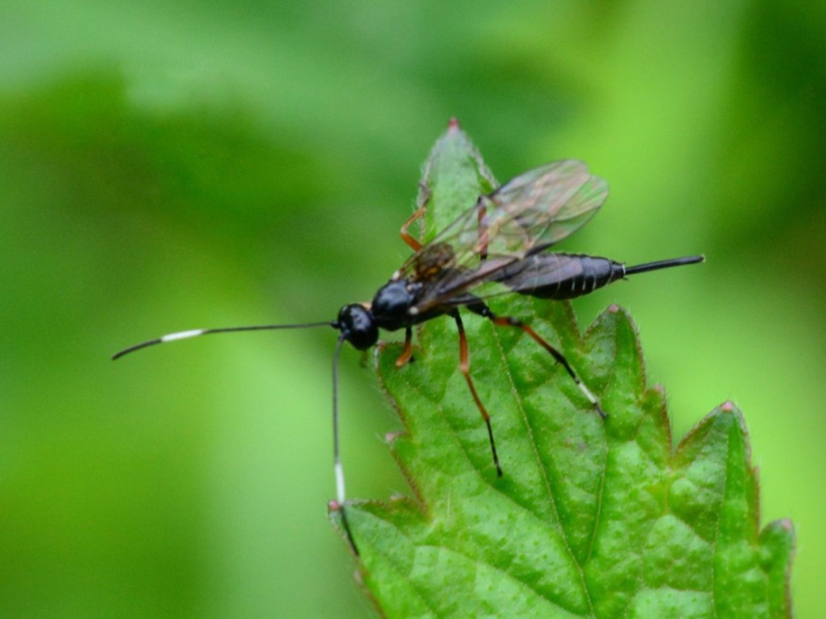 Beneficial Garden Insects: Learn How Parasitic Wasps Help The Garden ...