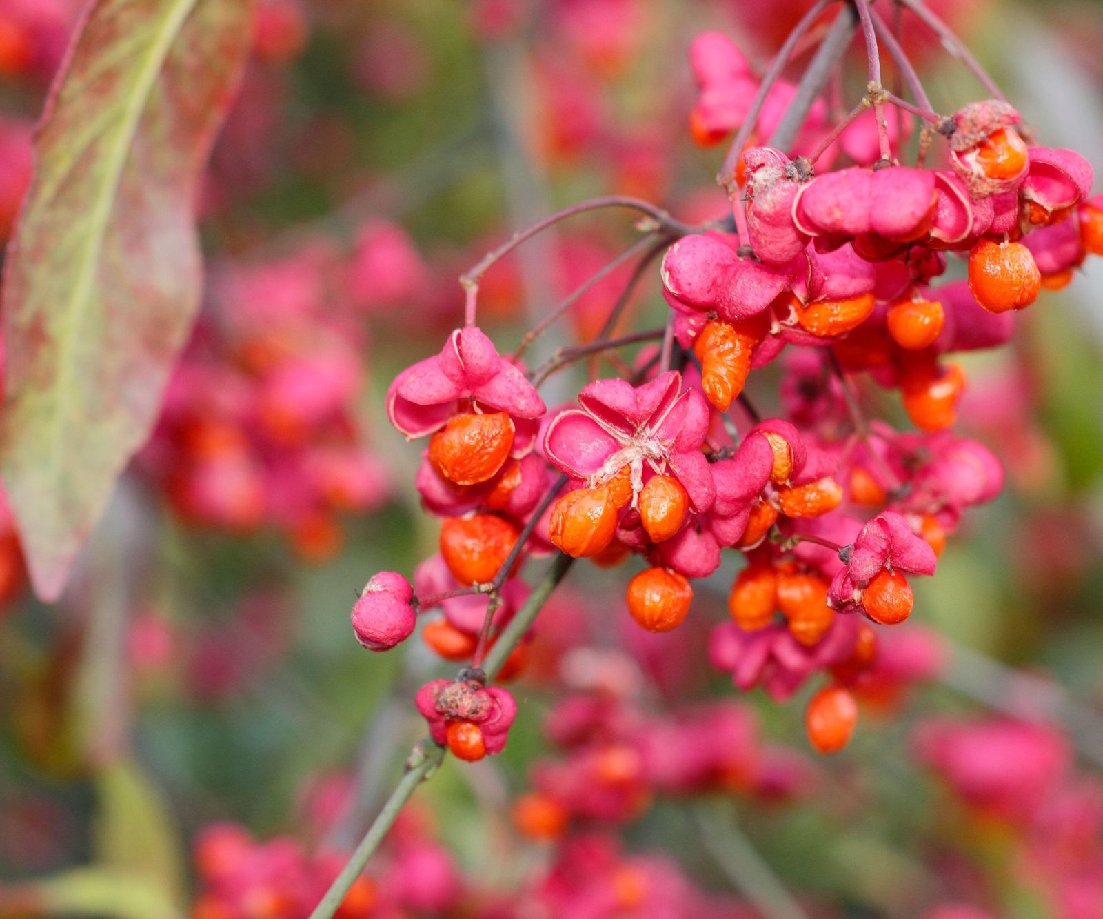 10 of the best euonymus varieties for your yard | Homes and Gardens