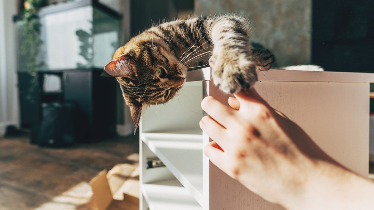 How to introduce a cat to your children | PetsRadar