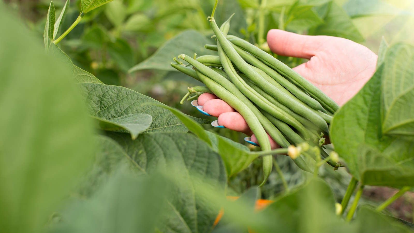 Why are my bean plants turning yellow? The common culprits