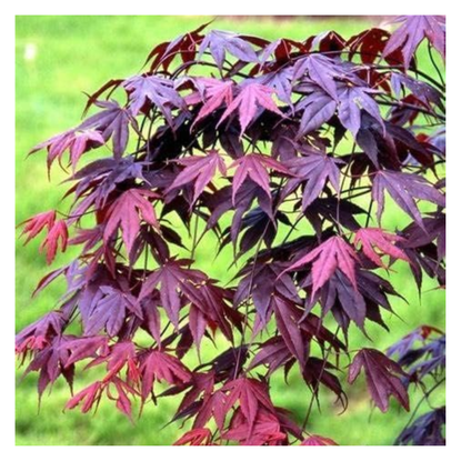 5 Types of Popular Maple Trees to Plant in Your Yard | Livingetc