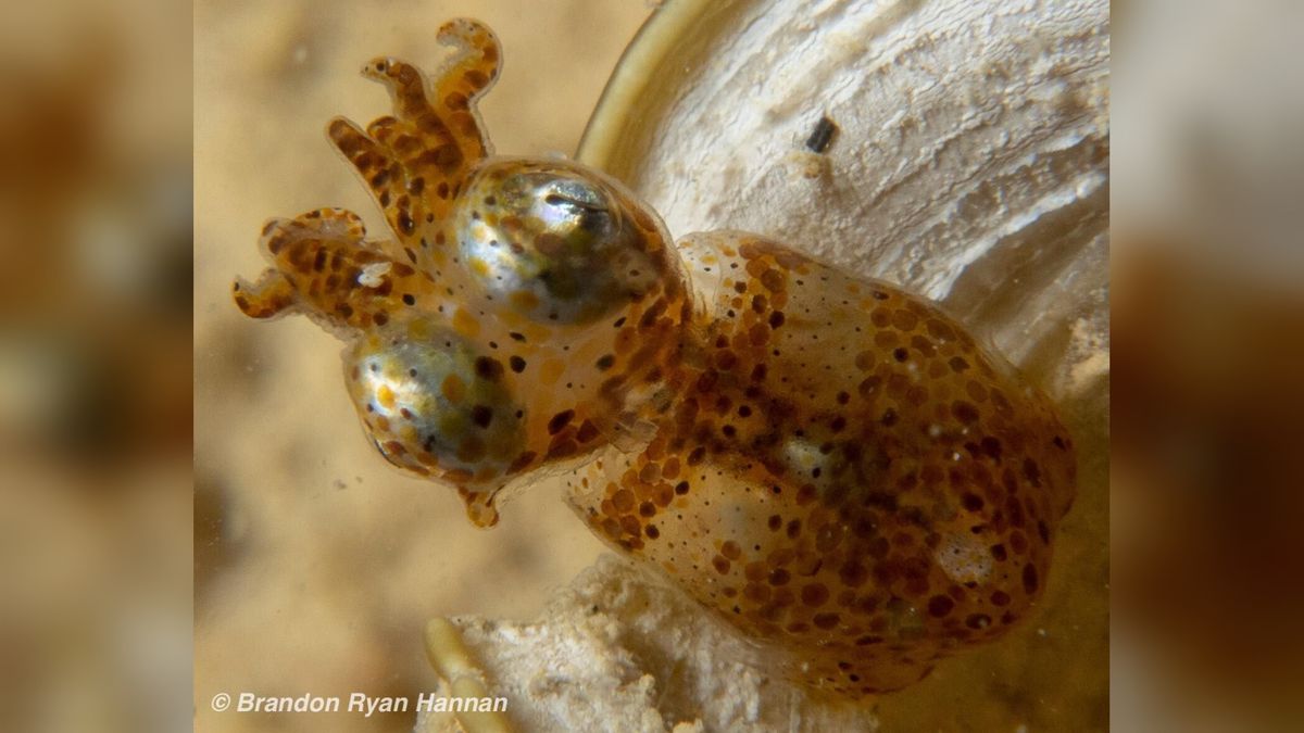 Adorable, newfound pygmy squid species named after Japanese forest ...