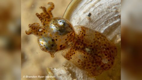 Adorable, newfound pygmy squid species named after Japanese forest ...