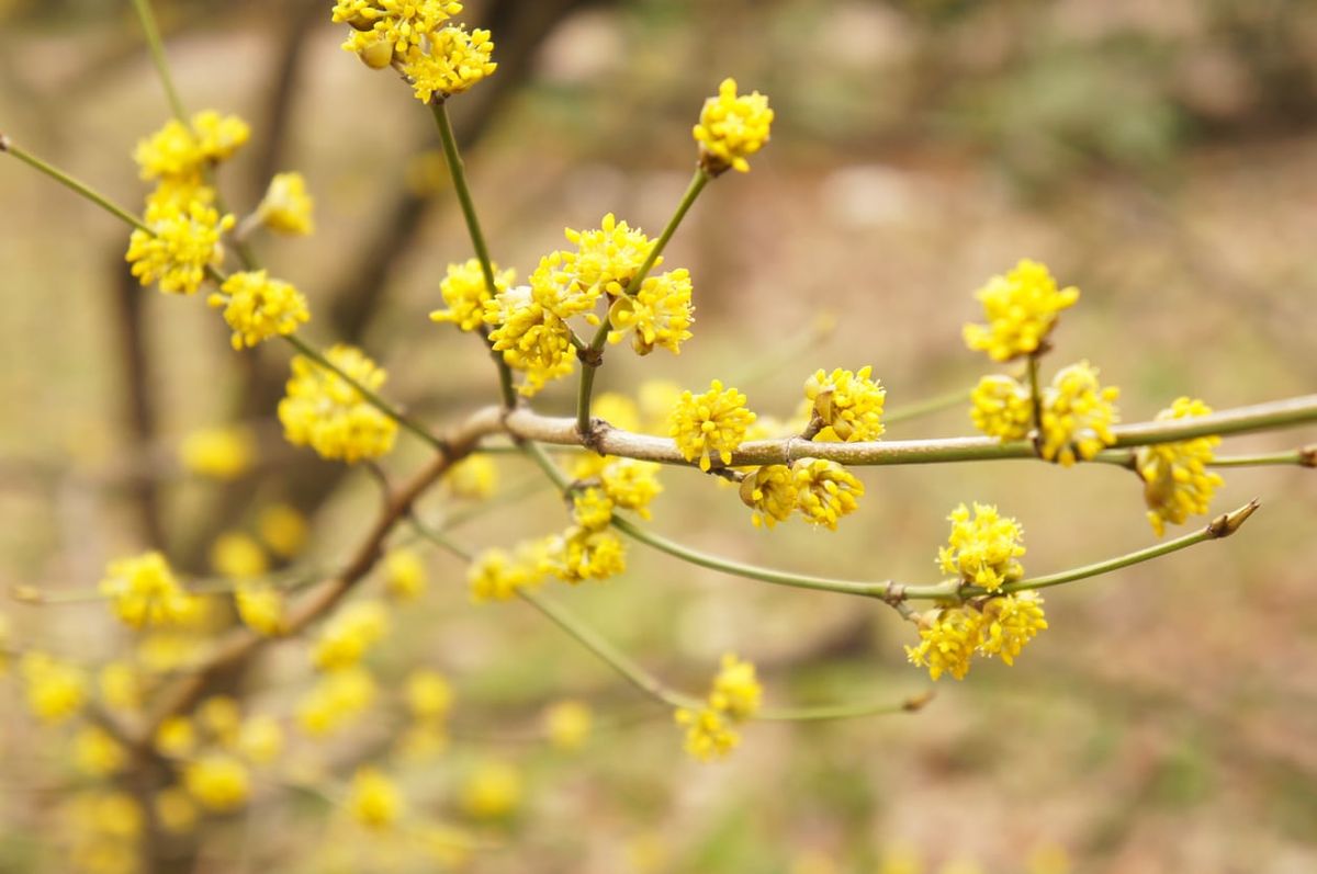 What Is A Spicebush – Information On How To Grow Spicebush In Gardens ...