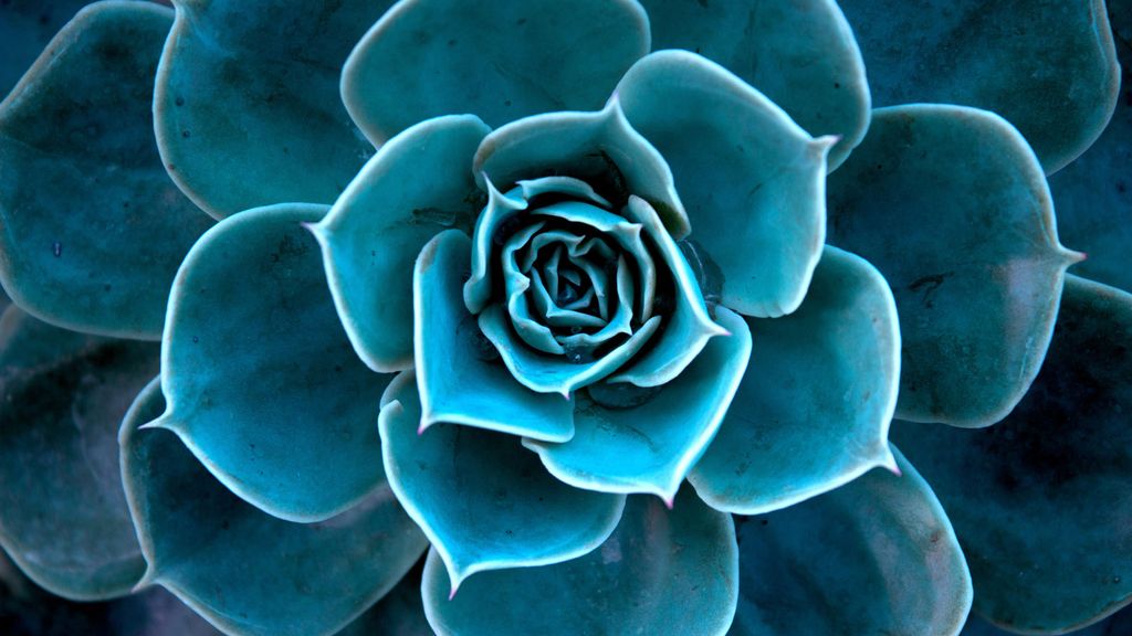 Terrific Teal: 7 Dynamic Teal Plants To Grow In Your Garden | Gardening ...