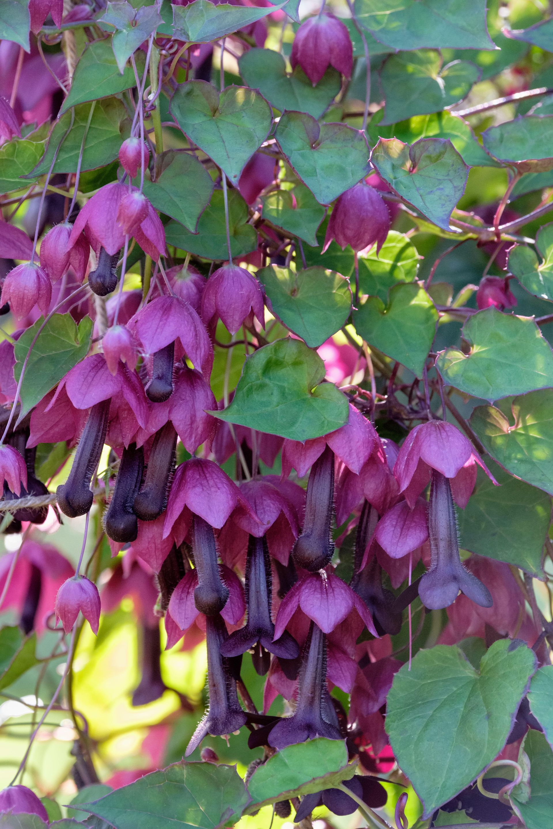 Best flowering climbers: 10 top flowering climbing plants | Homes and ...