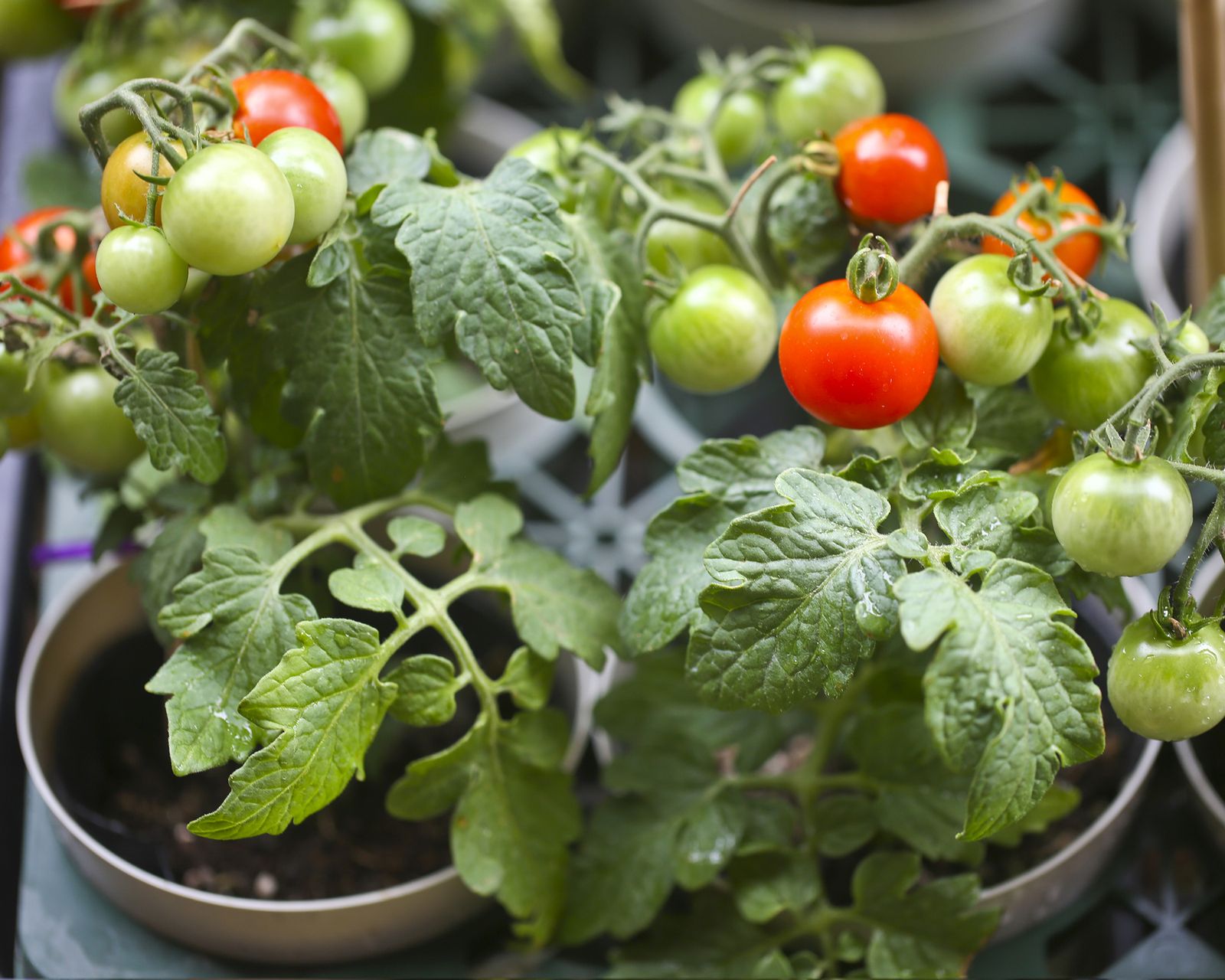 How to Grow Tomatoes in a 5-Gallon Bucket | Gardening Know How