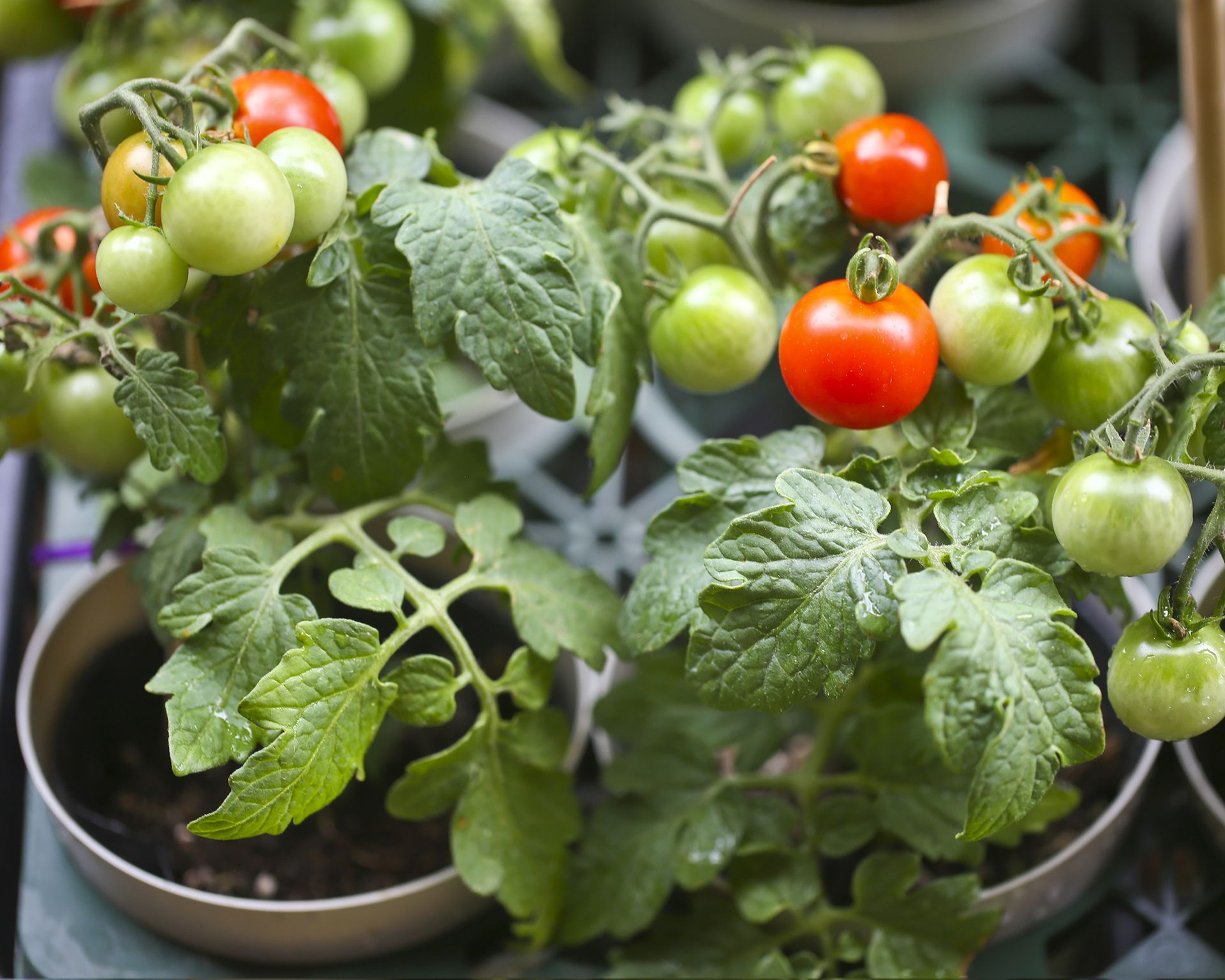 How to Grow Tomatoes in a 5-Gallon Bucket | Gardening Know How
