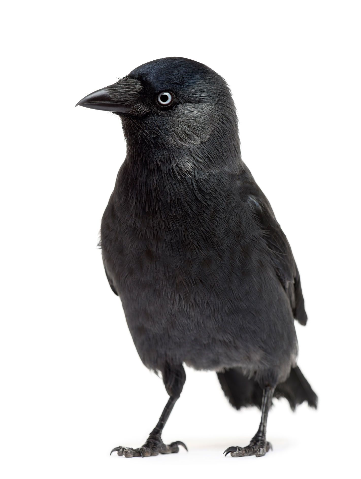 Crows: Everything you need to know about the whole corvid family, from ...