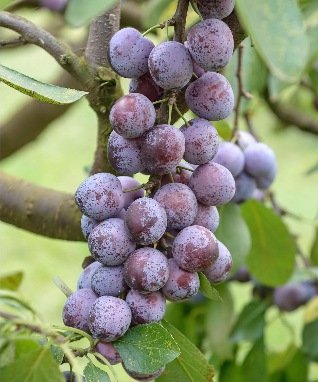 Types of plum trees: 12 varieties for a fruitful harvest | Homes and ...