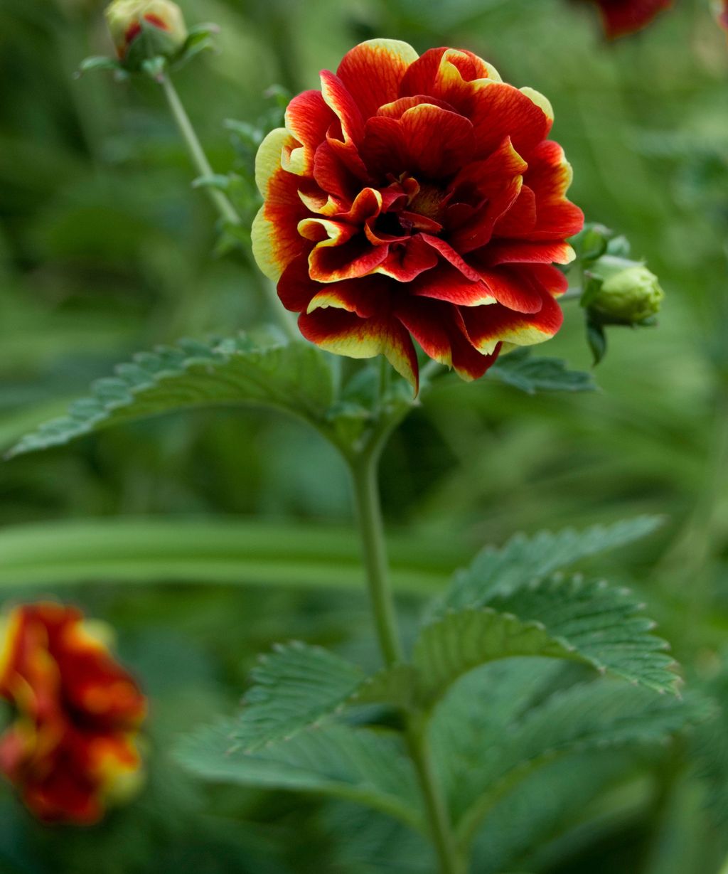 Potentilla varieties: 15 pretty types to take your pick from | Gardeningetc