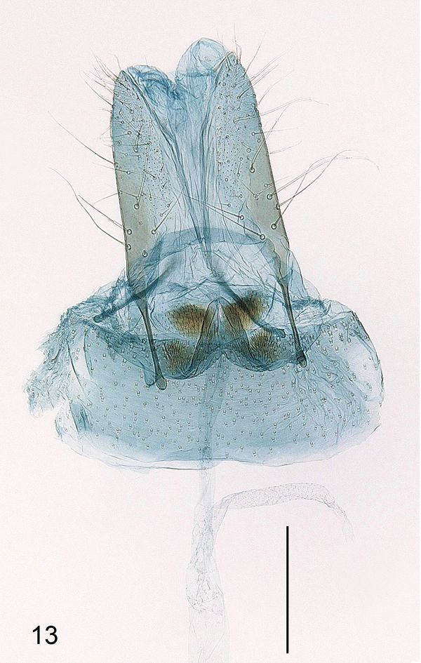 Hooks, Graps & Spines: IDing Moth Genitalia | Live Science