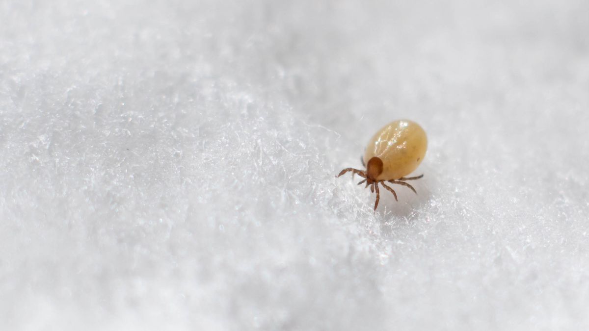 Mystery bites? How to identify what's really biting you | Tom's Guide