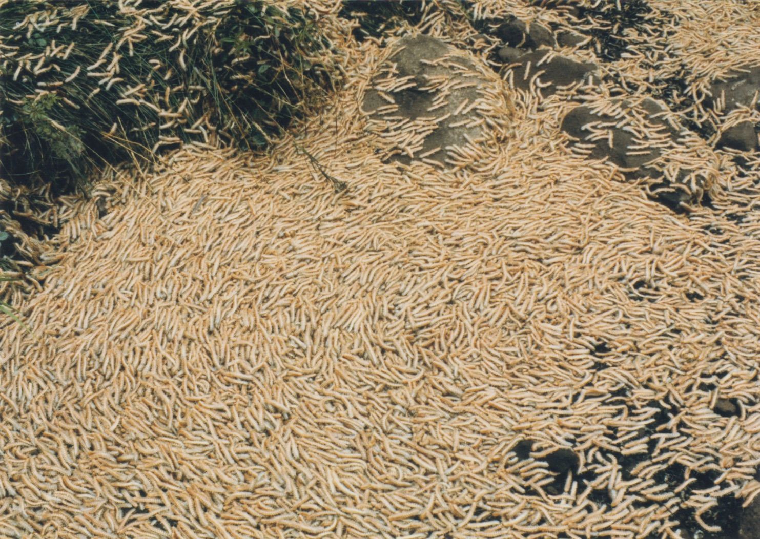 Mystery of massive, train-stopping millipede swarms solved | Live Science