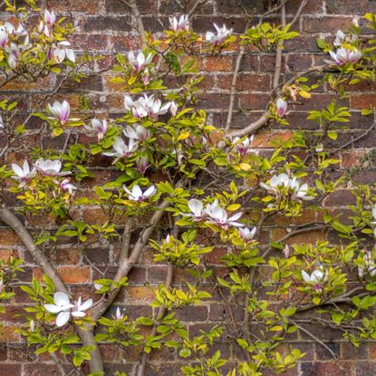 When to prune magnolia to maintain its size and shape | Ideal Home