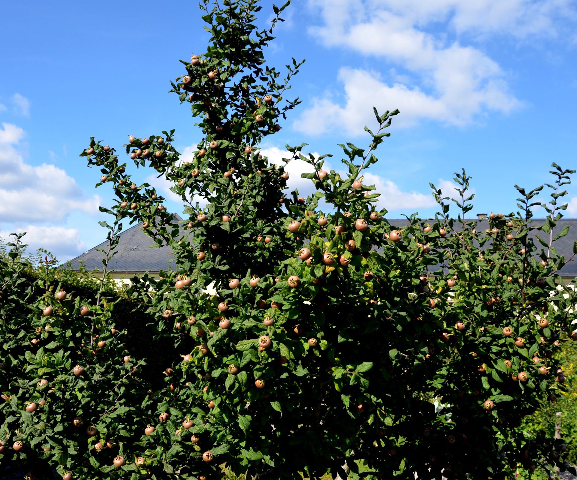 How to grow medlar trees: expert heritage fruit tree advice | Homes and ...