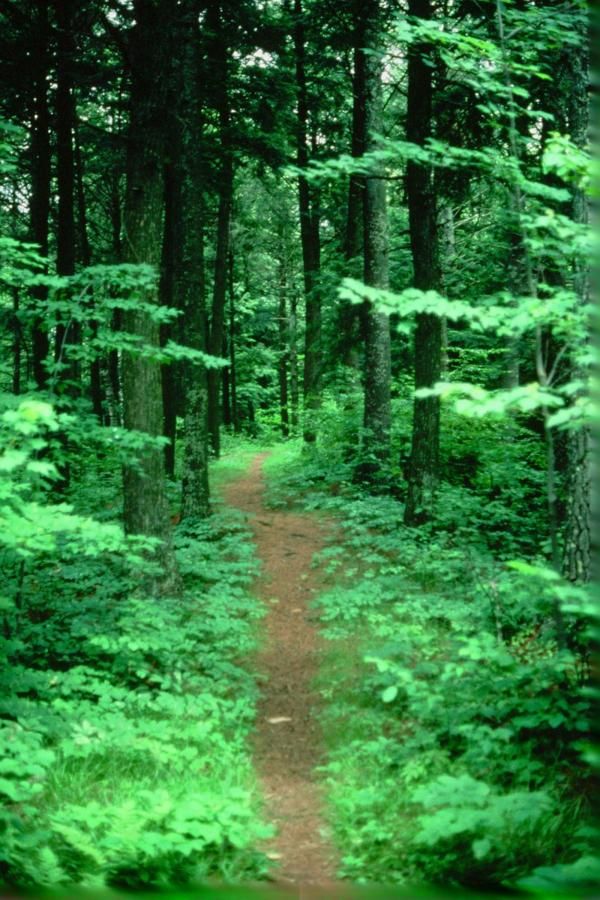 Run Off-Road: 8 Picturesque Trail Runs | Live Science