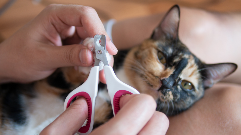 Cat nail clipping: When and how to cut cat nails at home | PetsRadar