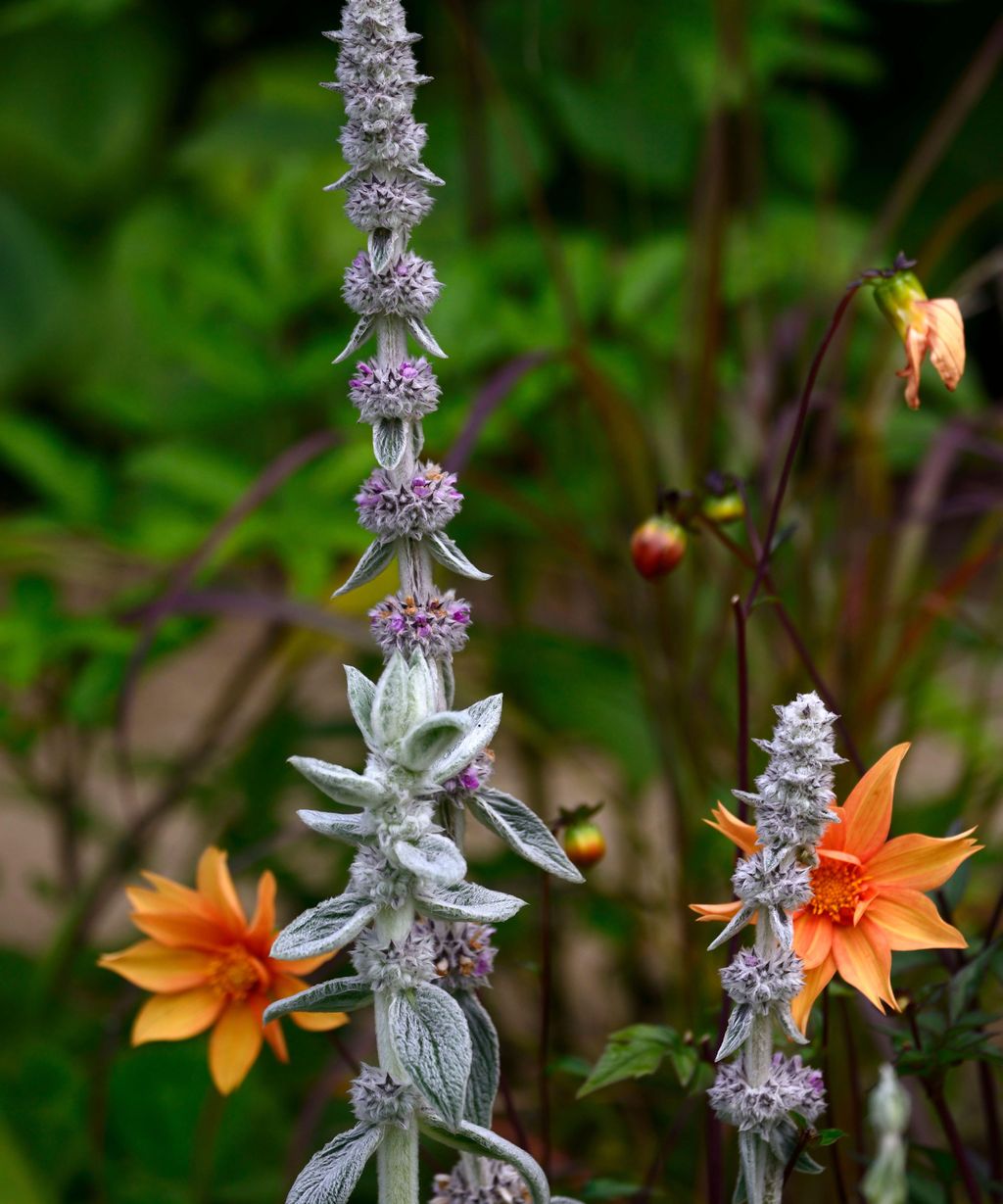 Lamb's ears care and growing guide: expert advice | Homes and Gardens