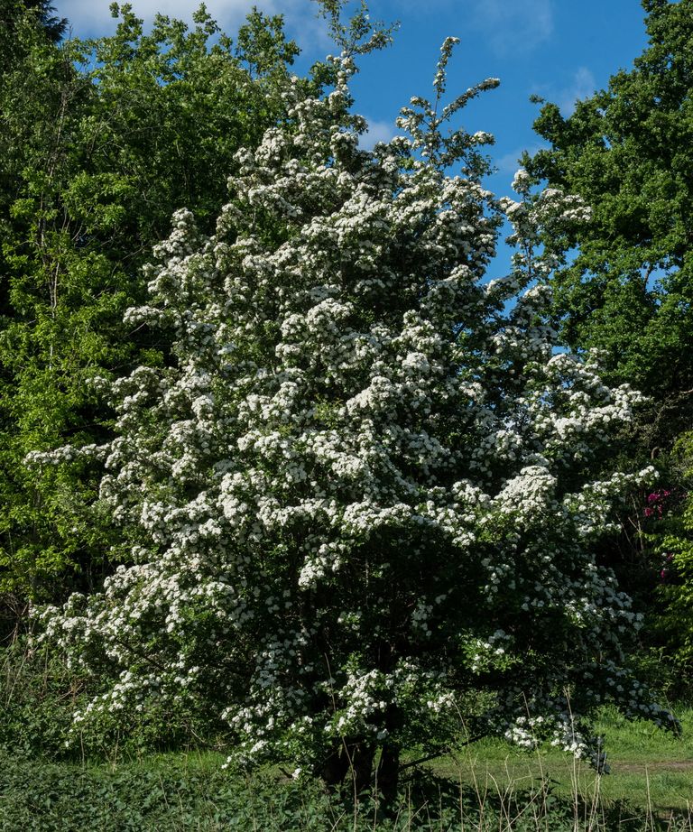 When and how to prune hawthorn trees - expert tips | Homes and Gardens