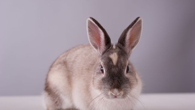 32 facts about rabbits that might surprise you | PetsRadar