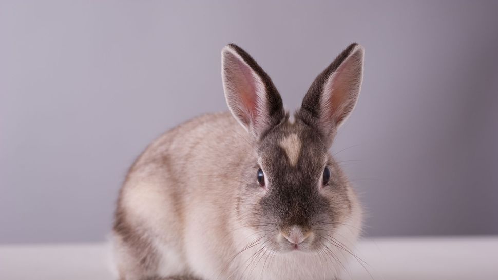 32 facts about rabbits that might surprise you | PetsRadar