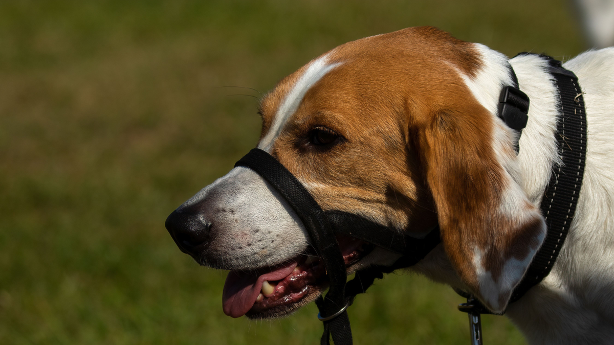 Should I use head halters for dogs? | PetsRadar