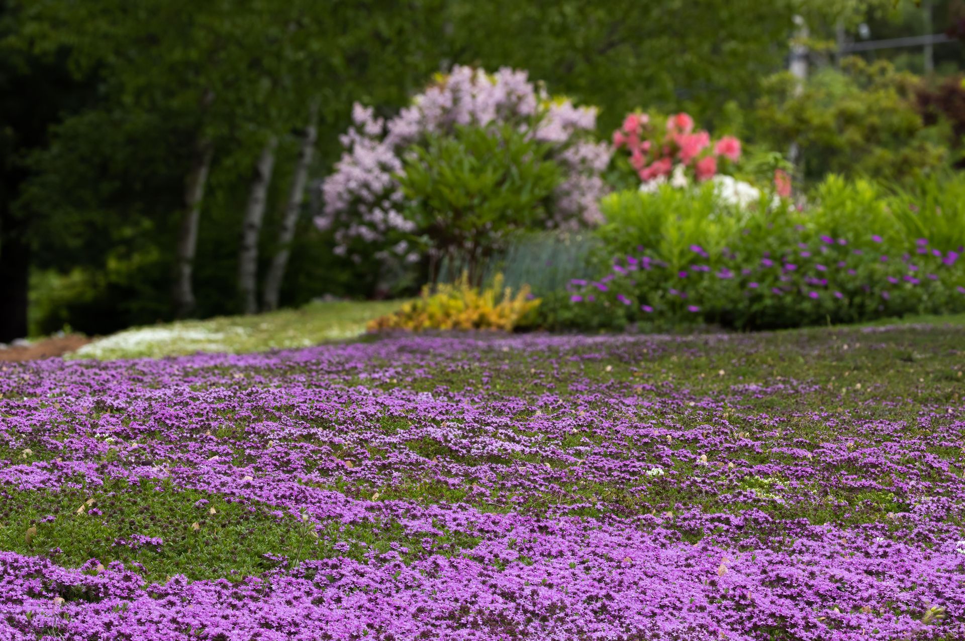 14 Unique Grass Alternatives for a Low-Maintenance Lawn | Livingetc
