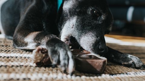32 common dog behavior problems and solutions | PetsRadar