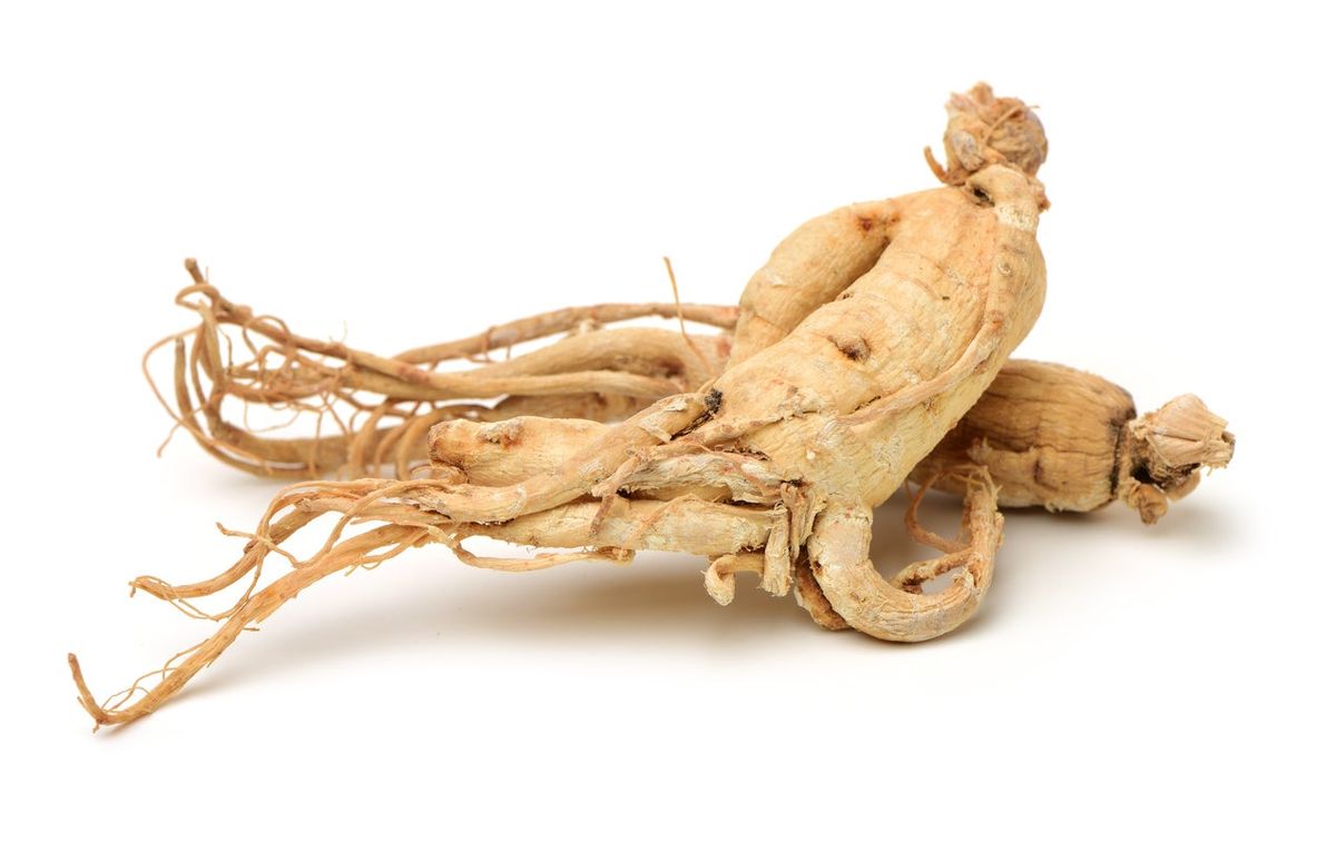 What Is Wild Simulated Ginseng – Growing Wild Simulated Ginseng Roots ...