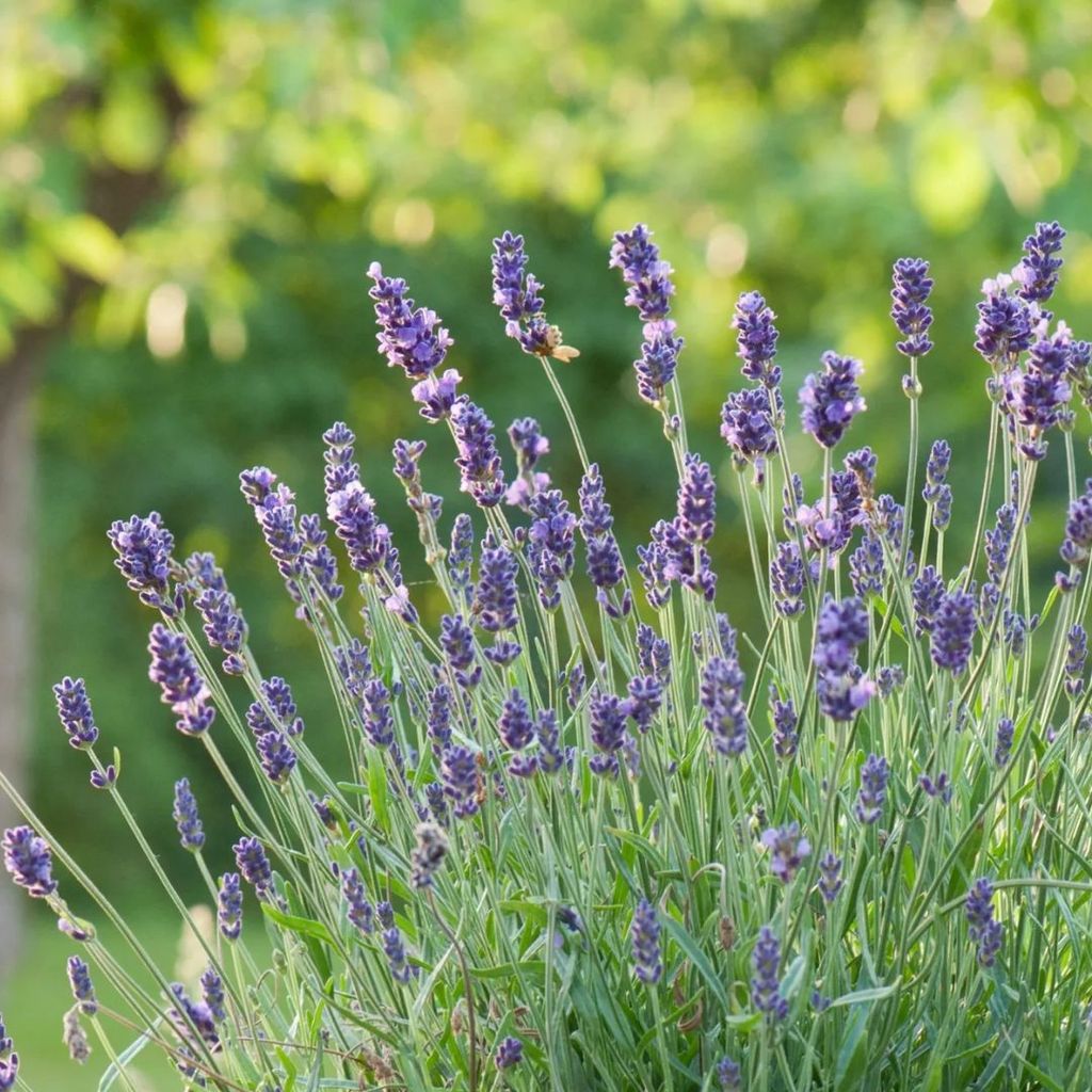What Are the Different Types of Lavender? 5 Main Varieties | Livingetc