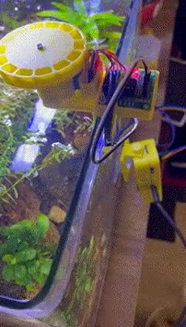 Feed your fish remotely with this Raspberry Pi-powered feeding system ...