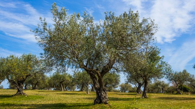 7 best small trees for a compact yard | Tom's Guide