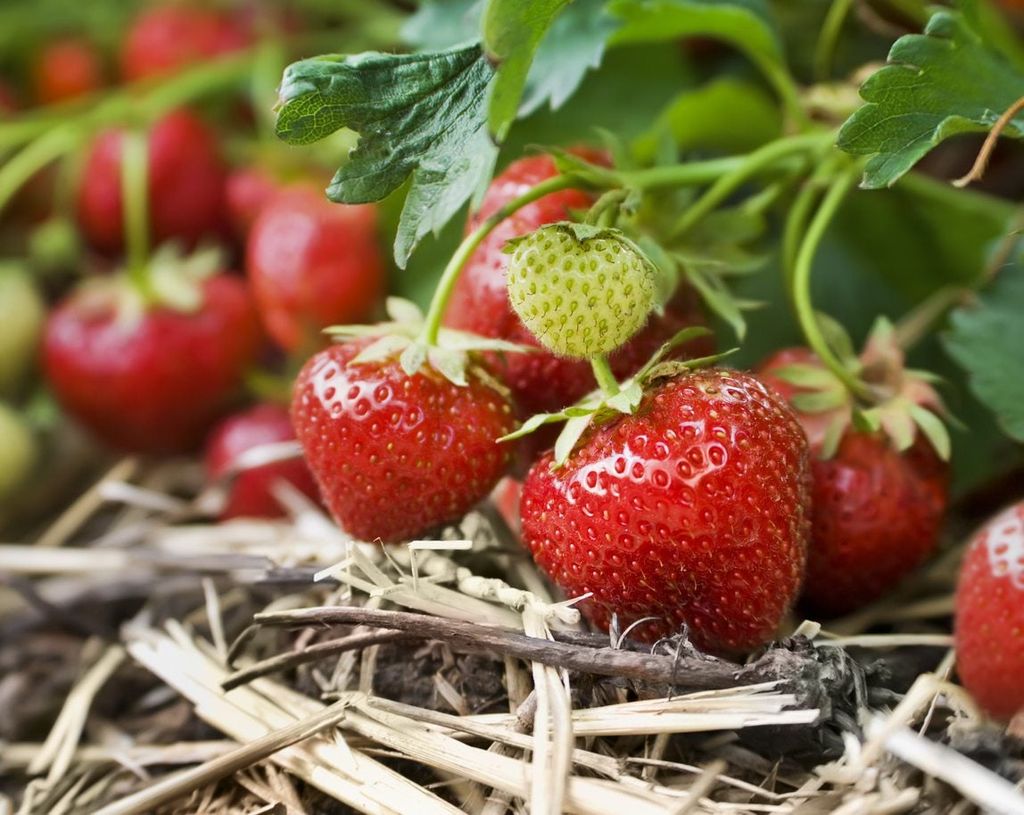 Zone 8 Strawberry Plants - Choosing Strawberries For Zone 8 Gardens ...