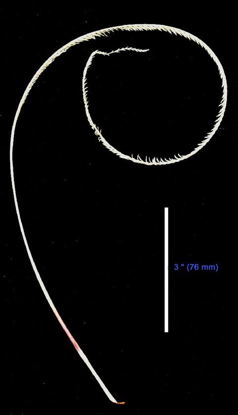 Strange Coral: A Gallery of Sea Pens | Live Science