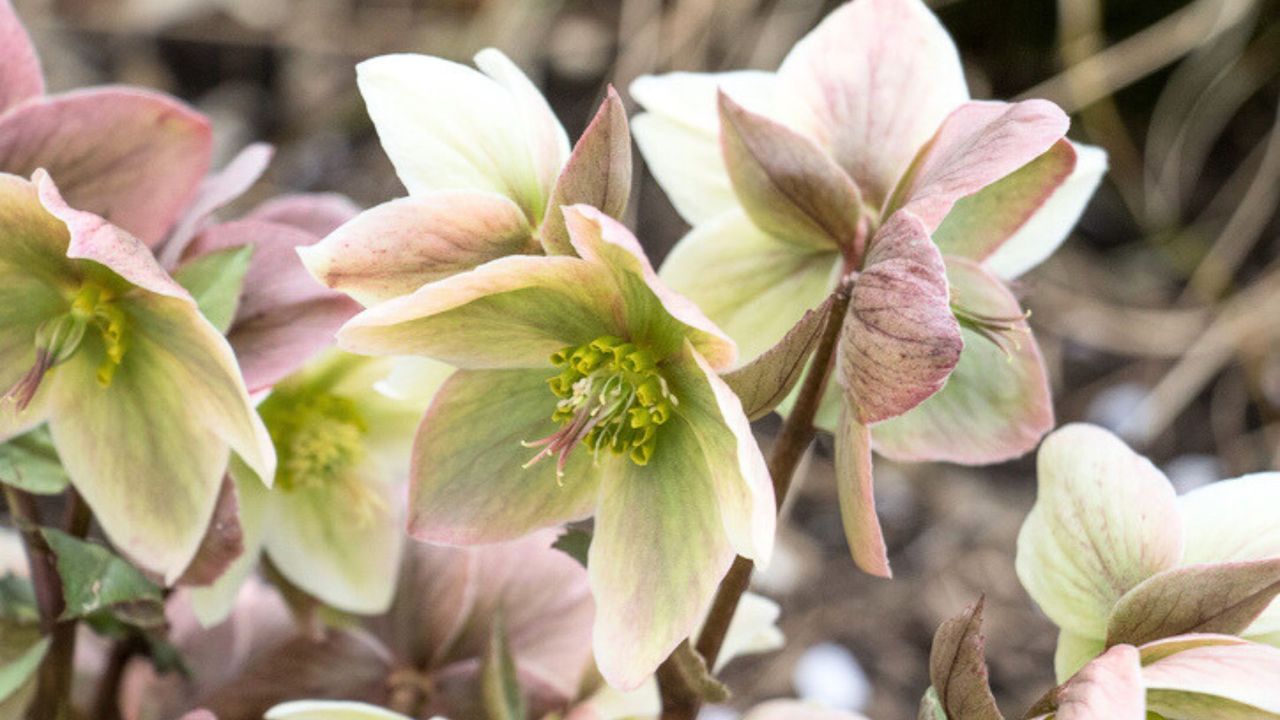 Types Of Hellebores: Learn About Varieties Of Hellebore Flowers ...